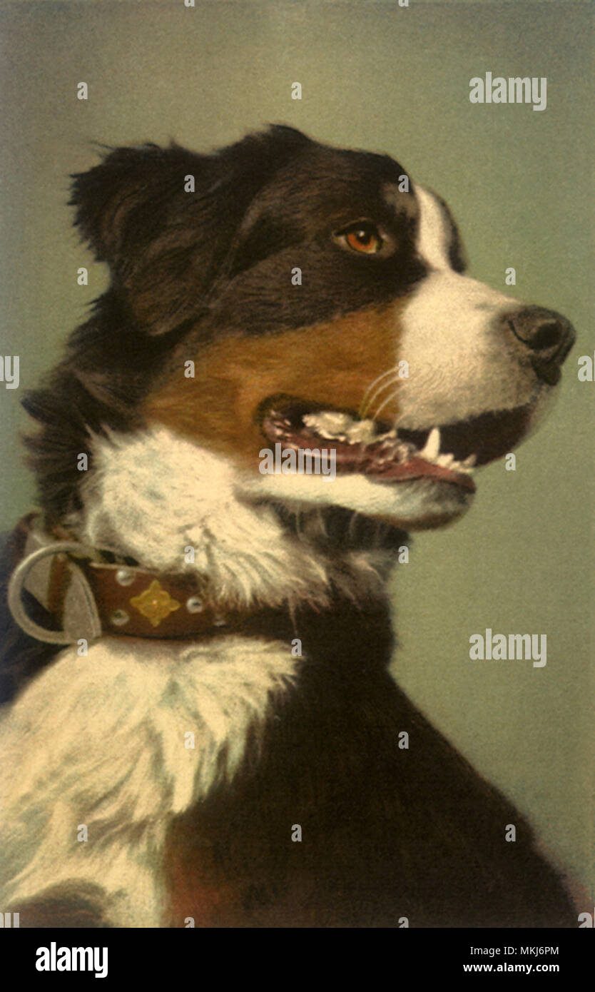 Beast dog hi-res stock photography and images - Alamy