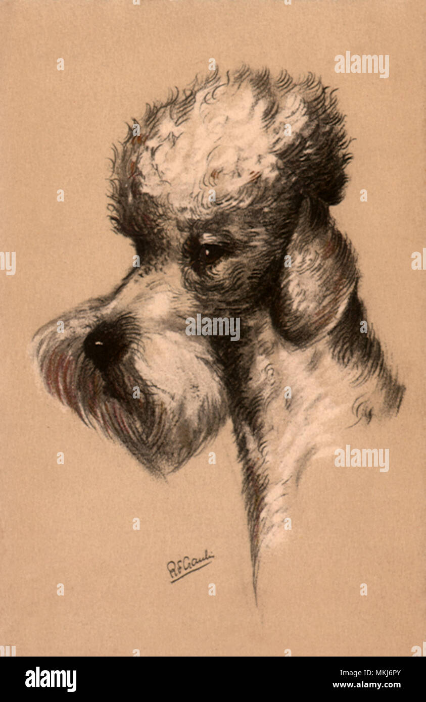 Poodle in Profile Stock Photo - Alamy