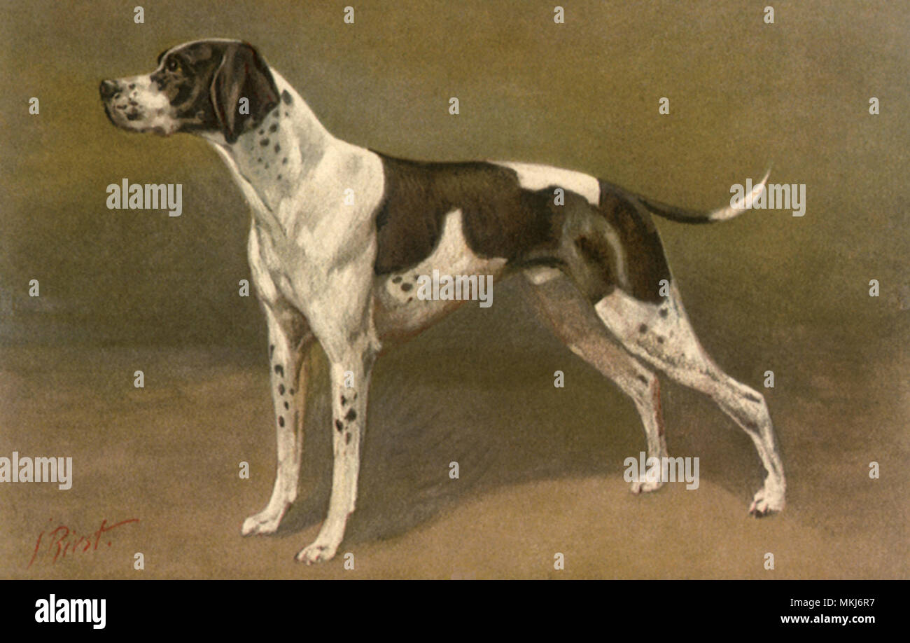 Vintage pointer dog hi-res stock photography and images - Alamy