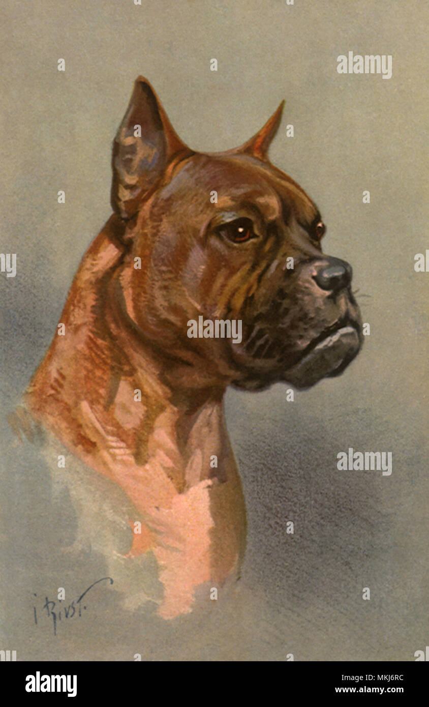 Boxer Dog Head Stock Photo - Alamy