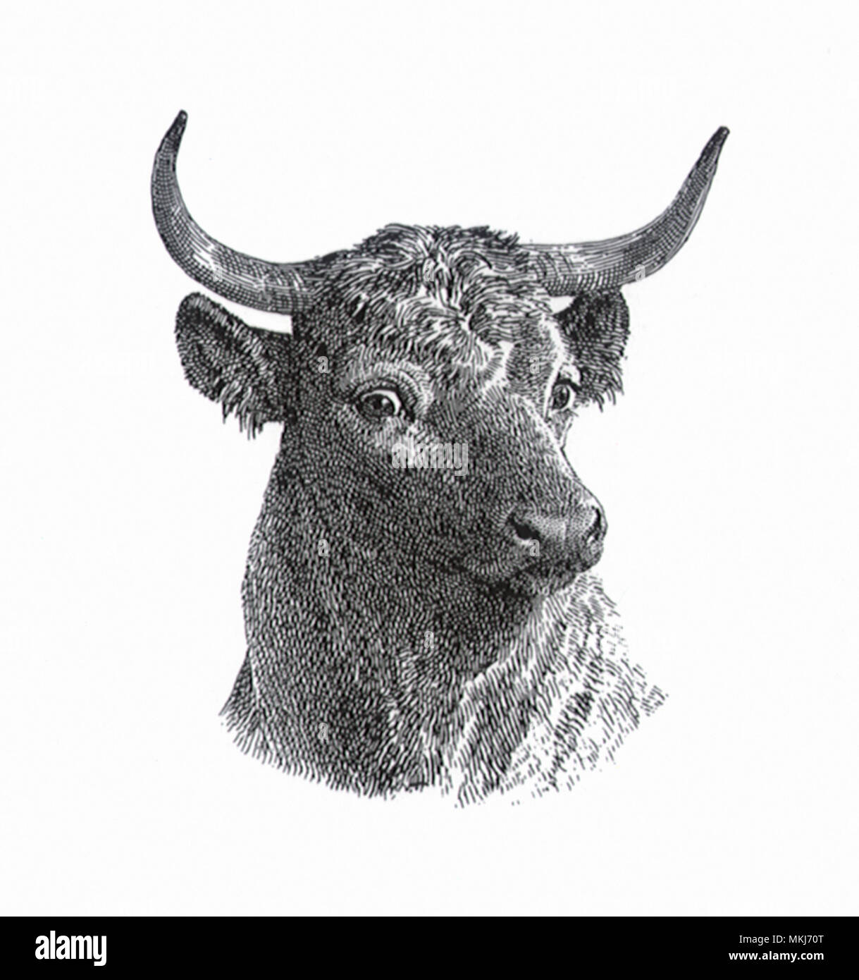 Bull head illustration hi-res stock photography and images - Alamy