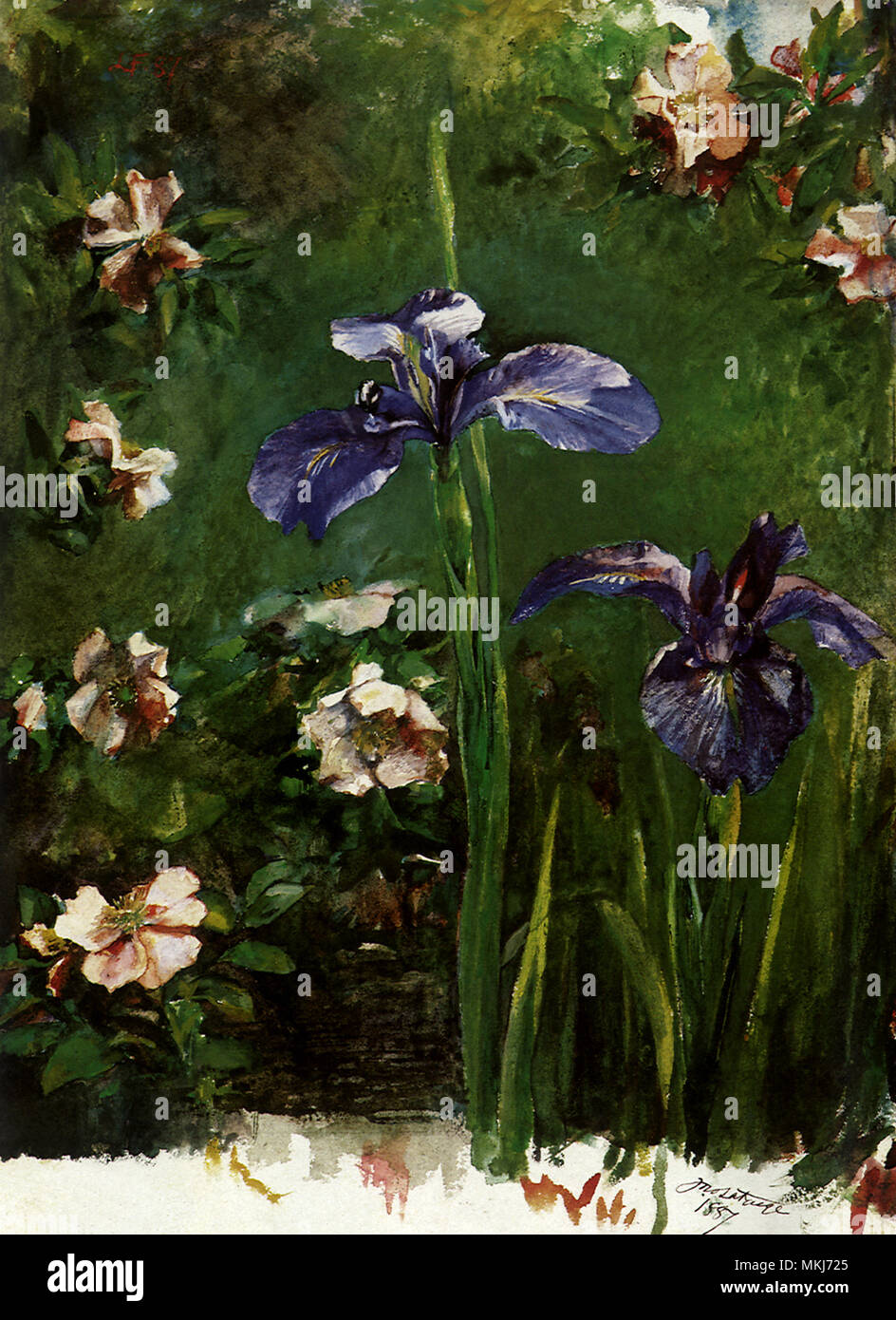 Irises and Roses Stock Photo - Alamy