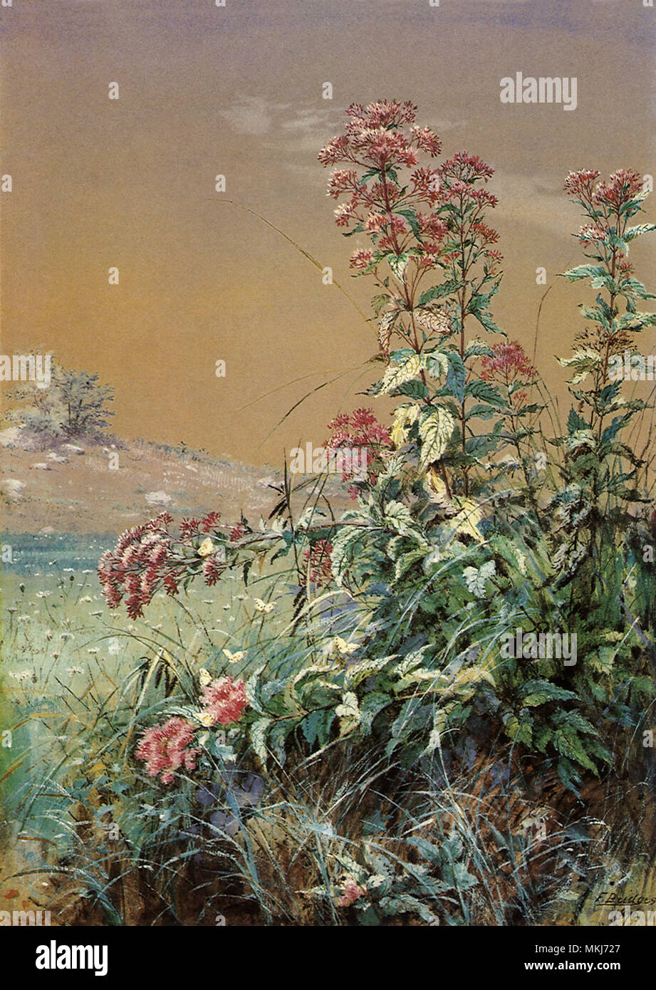 Reddish weed hi-res stock photography and images - Alamy