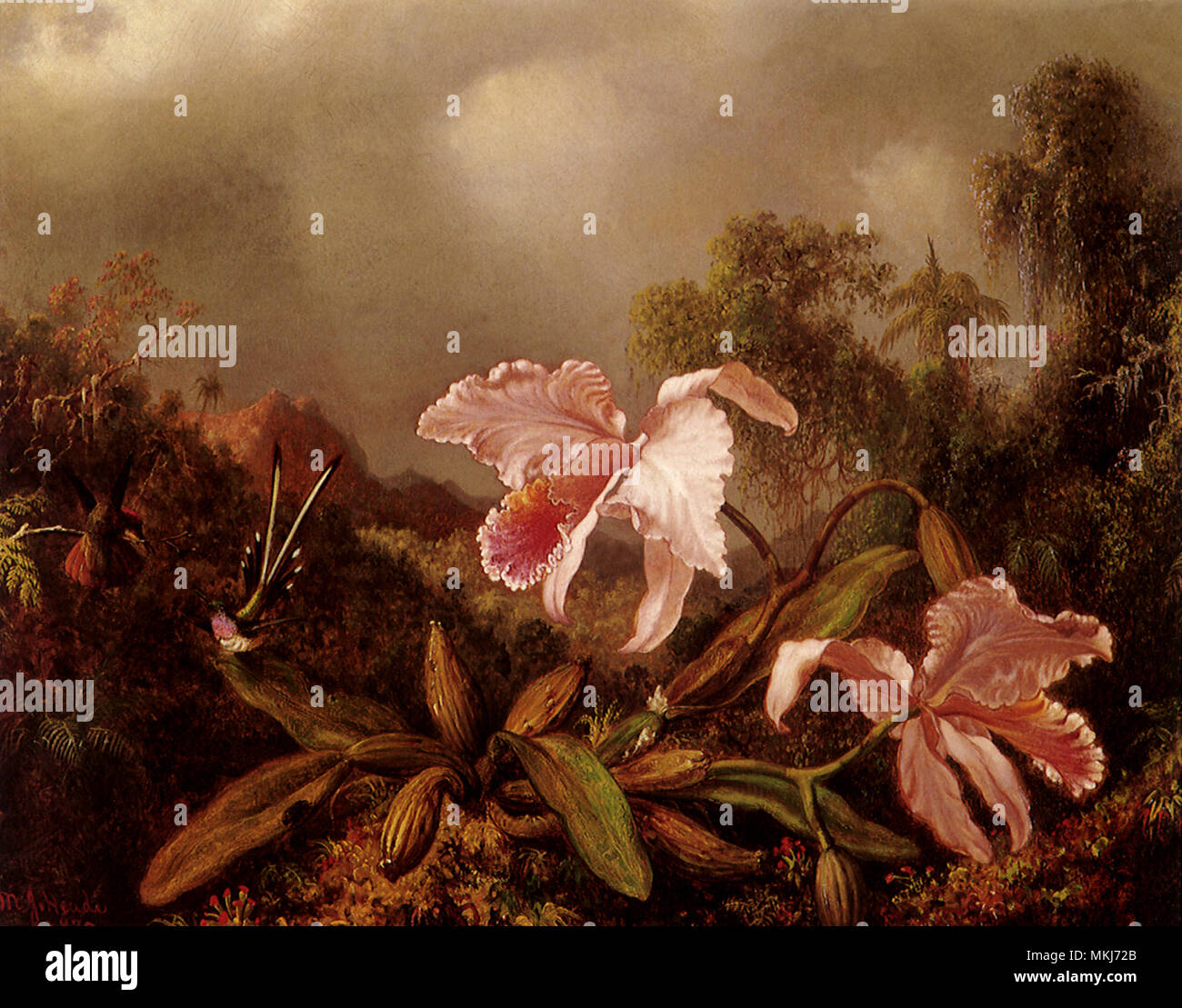 Orchids and Hummingbird Stock Photo - Alamy