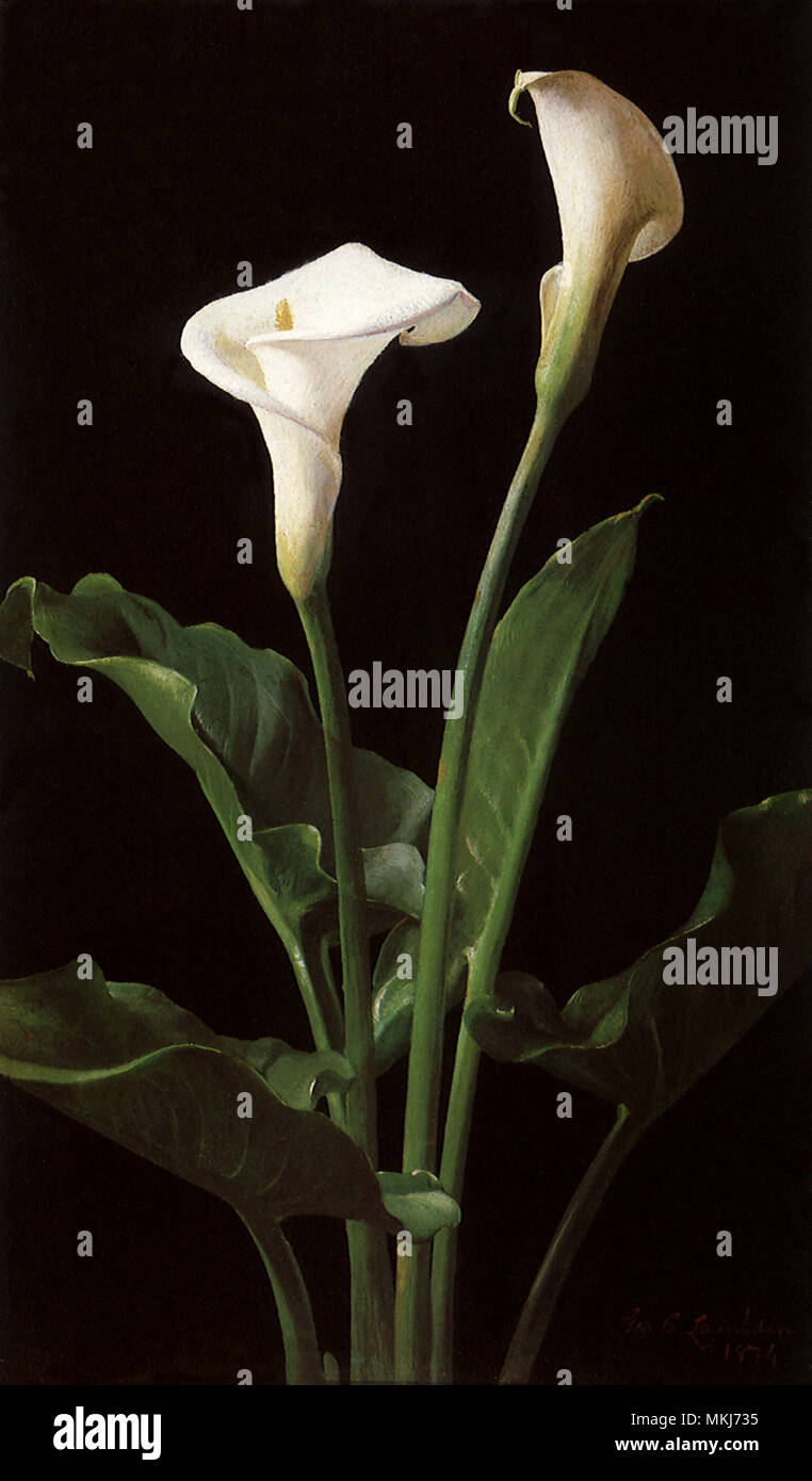 Two Calla Lilies Stock Photo - Alamy