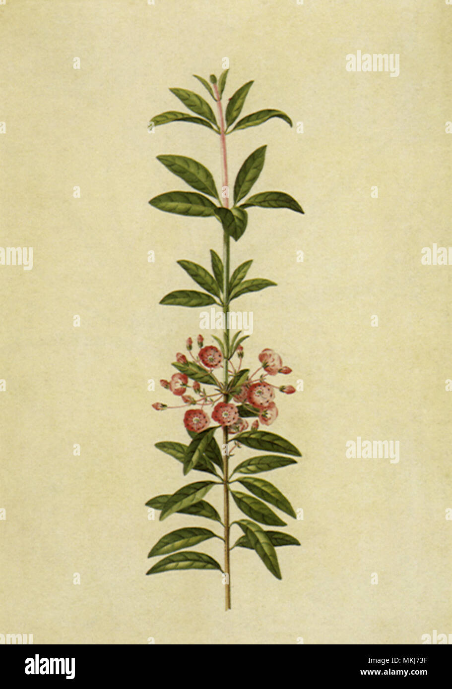 Kalmia flowering hi-res stock photography and images - Alamy