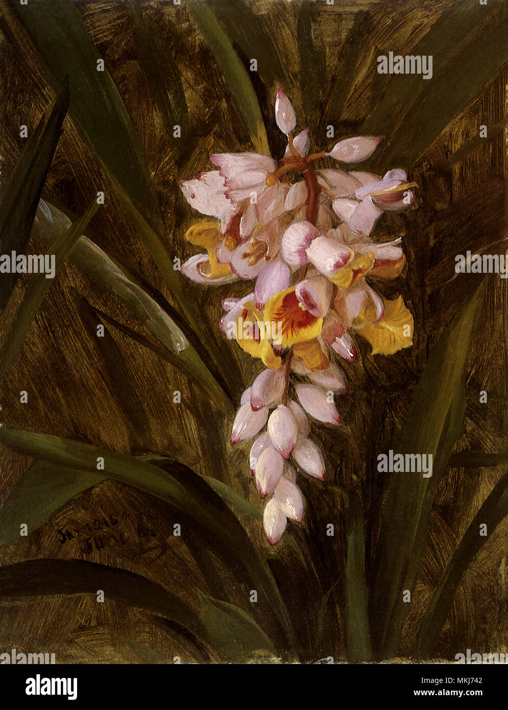 American wild ginger hi-res stock photography and images - Alamy