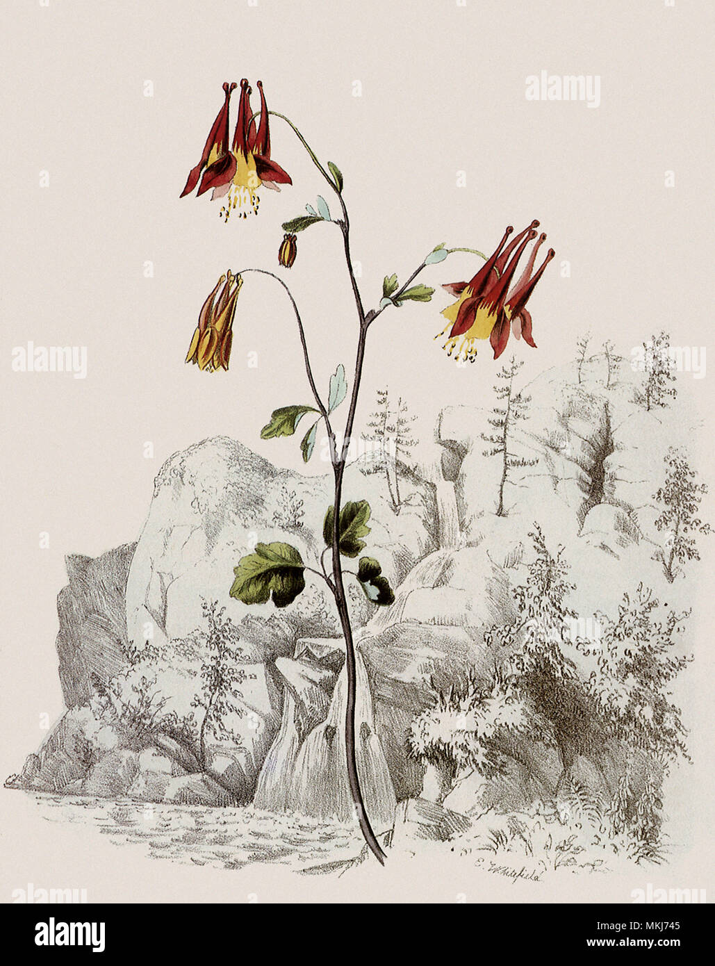 Columbine plants hi-res stock photography and images - Alamy