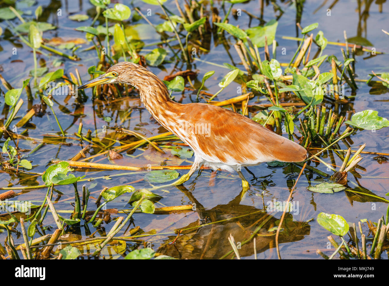Equatorial waters hi-res stock photography and images - Alamy