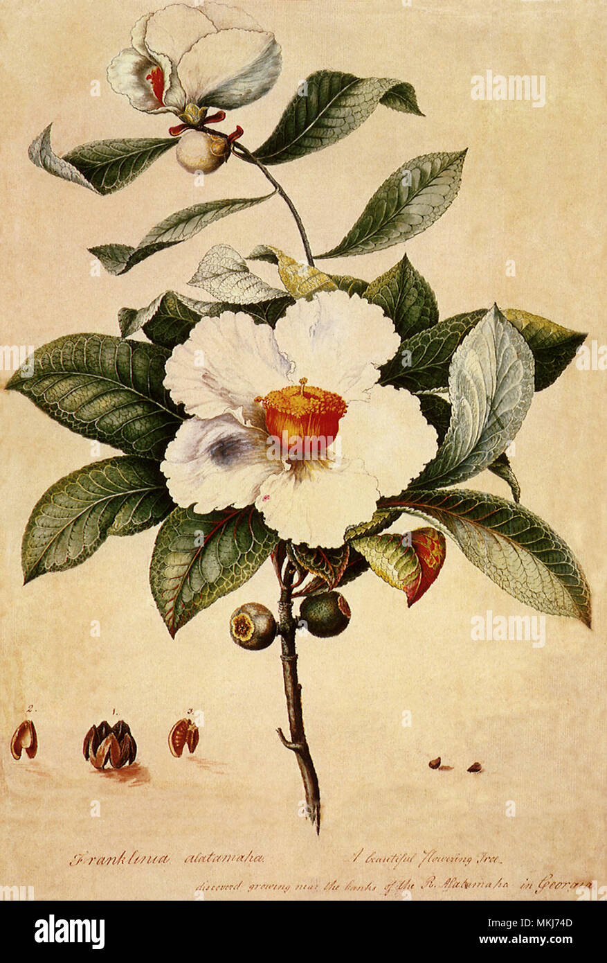 Acorns hi-res stock photography and images - Alamy