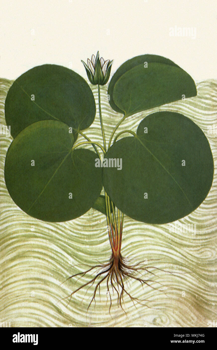 Nymphaea alba roots hi-res stock photography and images - Alamy