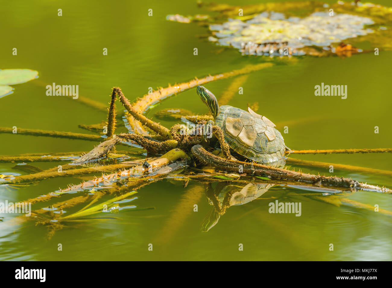 Turtle on the plant in the city park. Shenzhen. China Stock Photo - Alamy