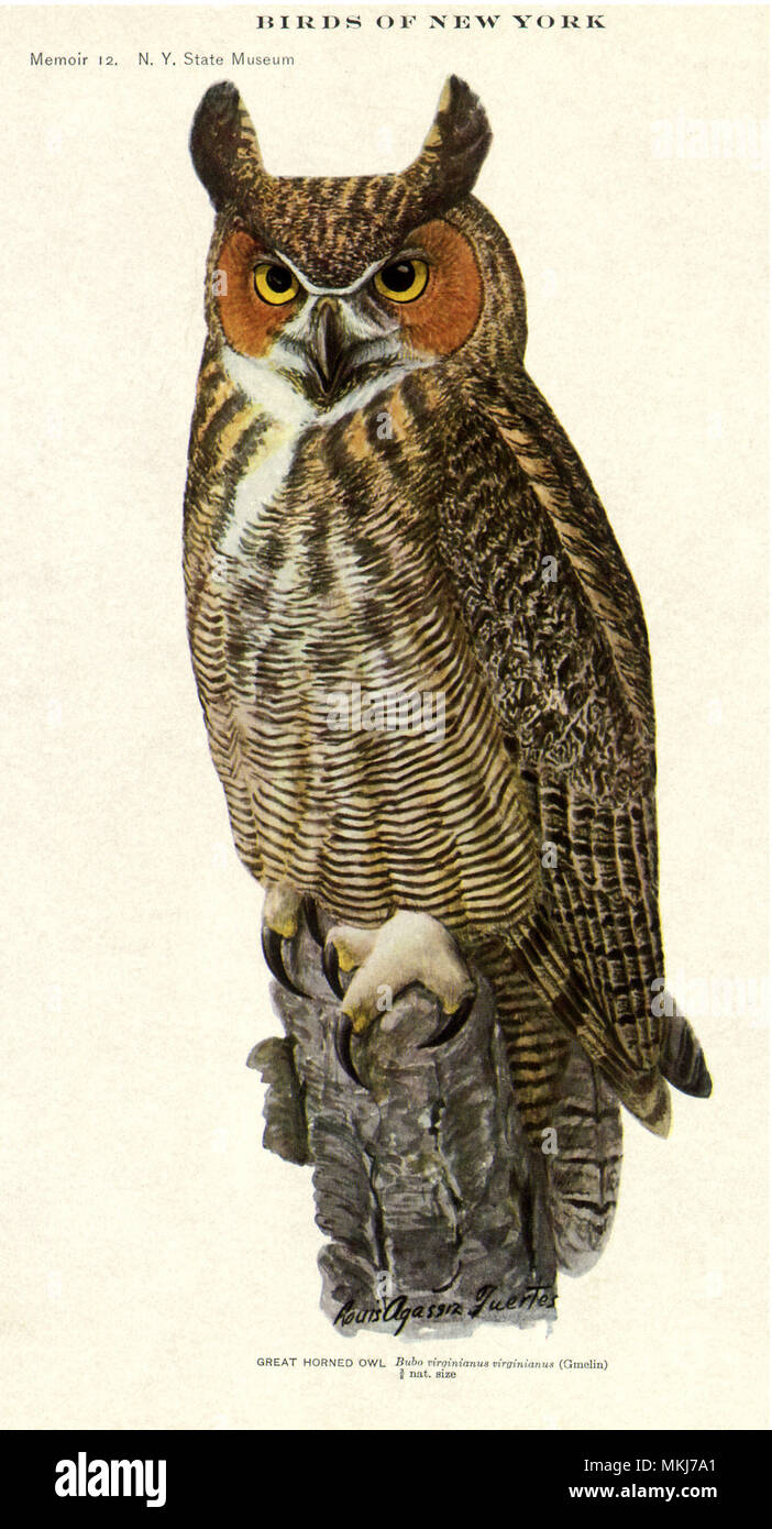 Classic owl hi-res stock photography and images - Alamy