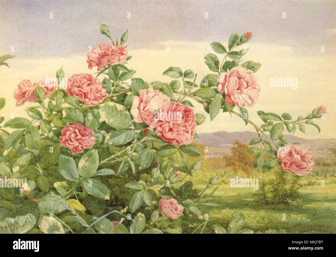 Pink Roses with Landscape Stock Photo - Alamy