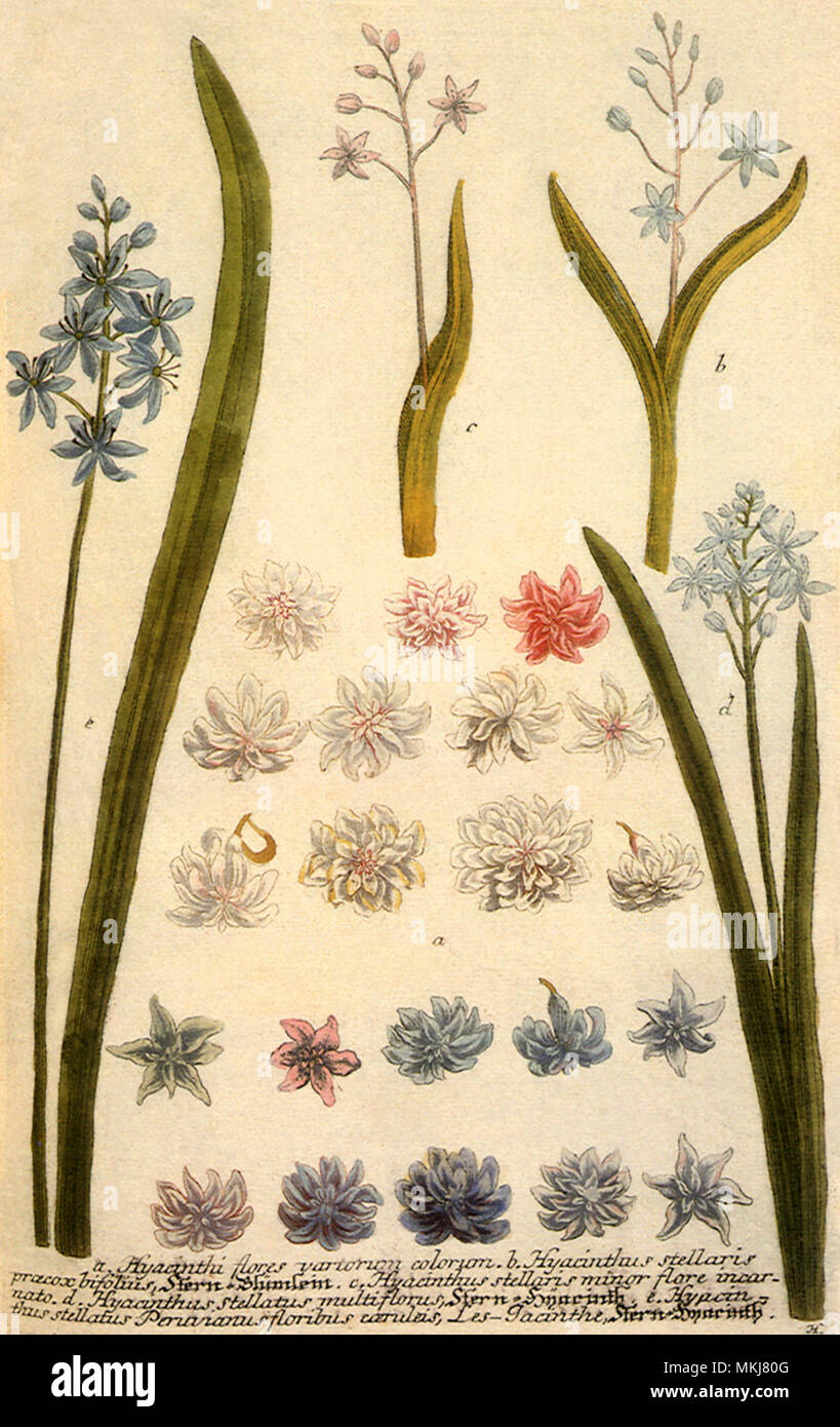 Hyacinthus plants hi-res stock photography and images - Alamy