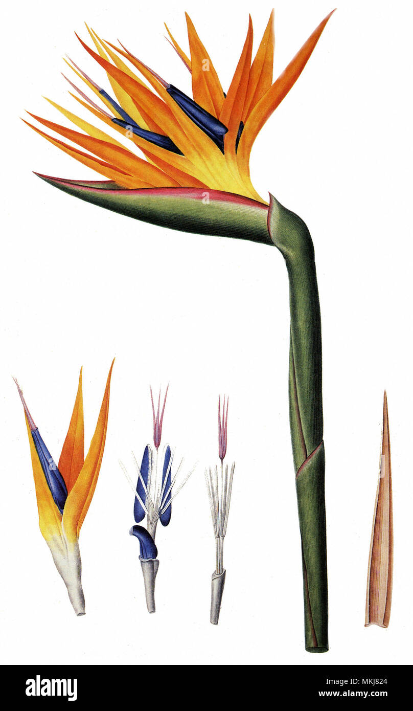 Native plant bird Cut Out Stock Images & Pictures - Alamy