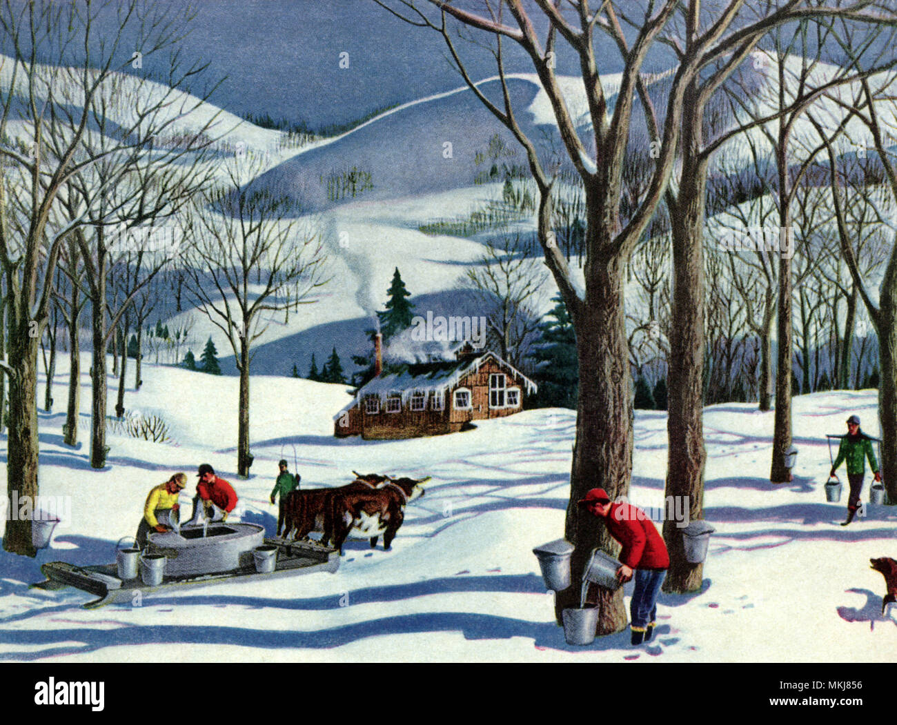 People Tapping Syrup Stock Photo - Alamy