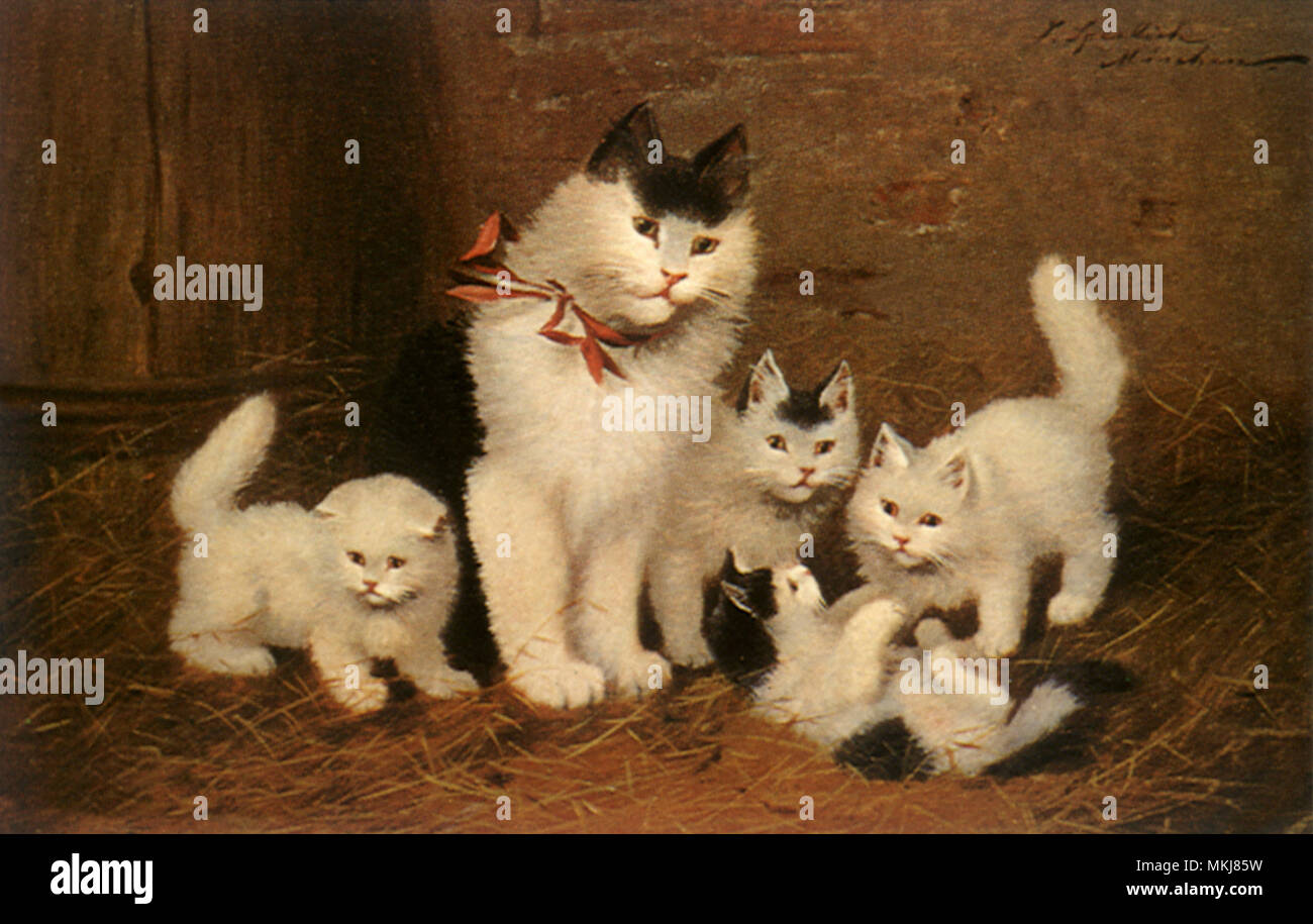Brood Kittens High Resolution Stock Photography and Images - Alamy