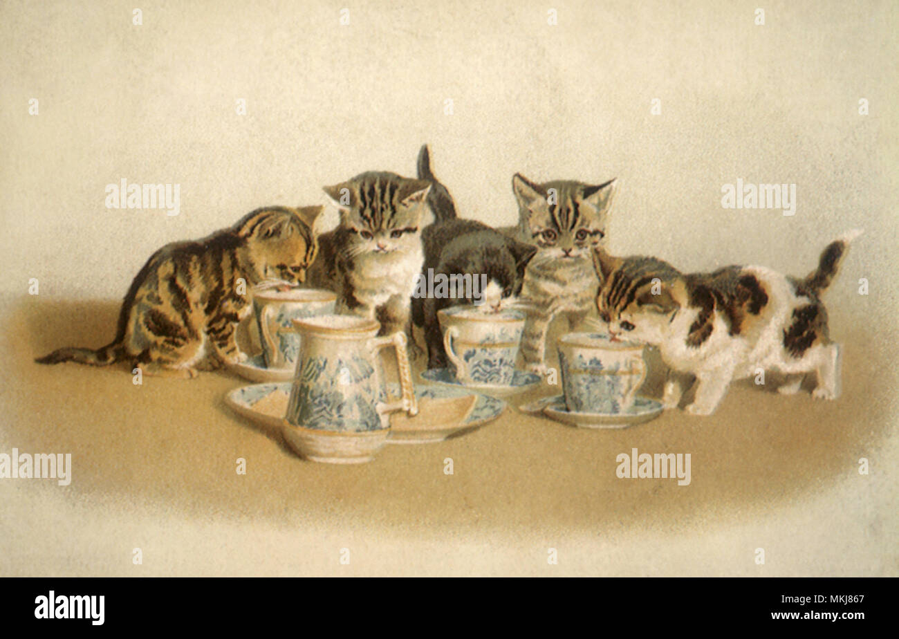 Kittens tea hi-res stock photography and images - Alamy