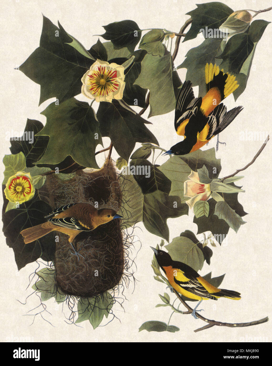 Baltimore orioles nest hi-res stock photography and images - Alamy