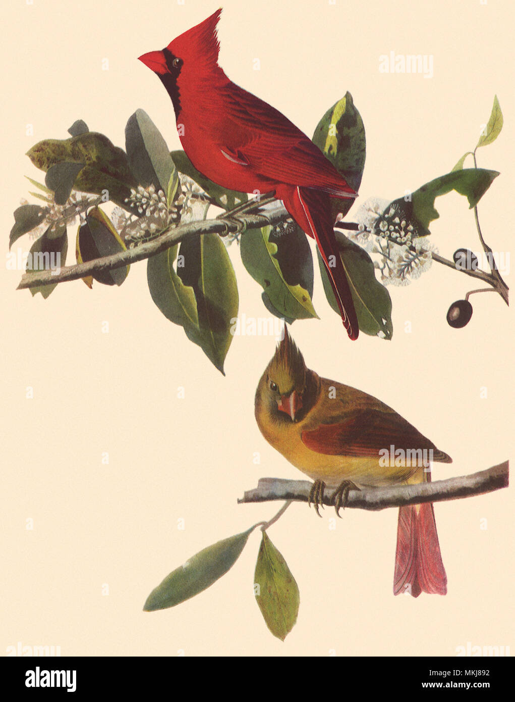 Yellow and Red Cardinals Stock Photo - Alamy