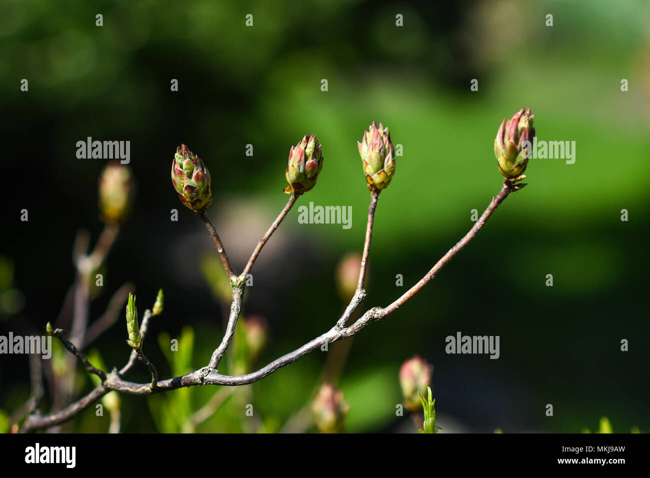 Azalea flowers blooming in the garden. Azaleas buds Stock Photo - Alamy