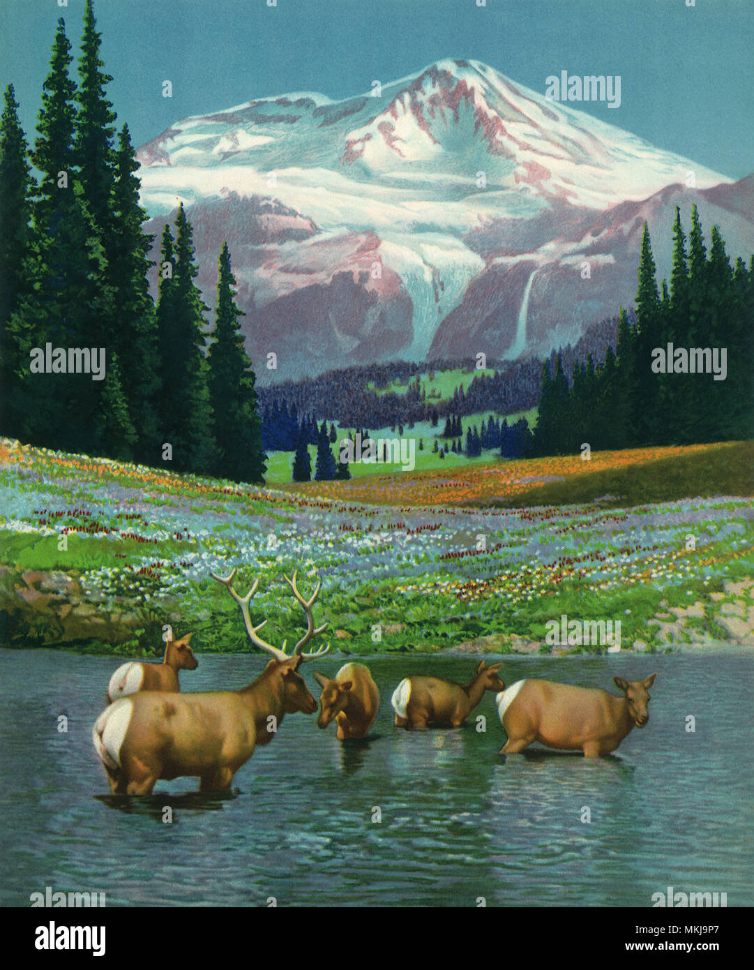 Several deer hi-res stock photography and images - Alamy