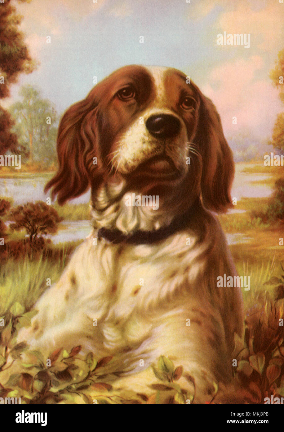 Dog Listening For Call Stock Photo - Alamy