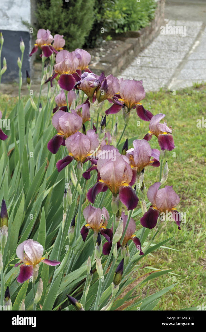 Iris flower the flower of gods and artists 8 Stock Photo - Alamy