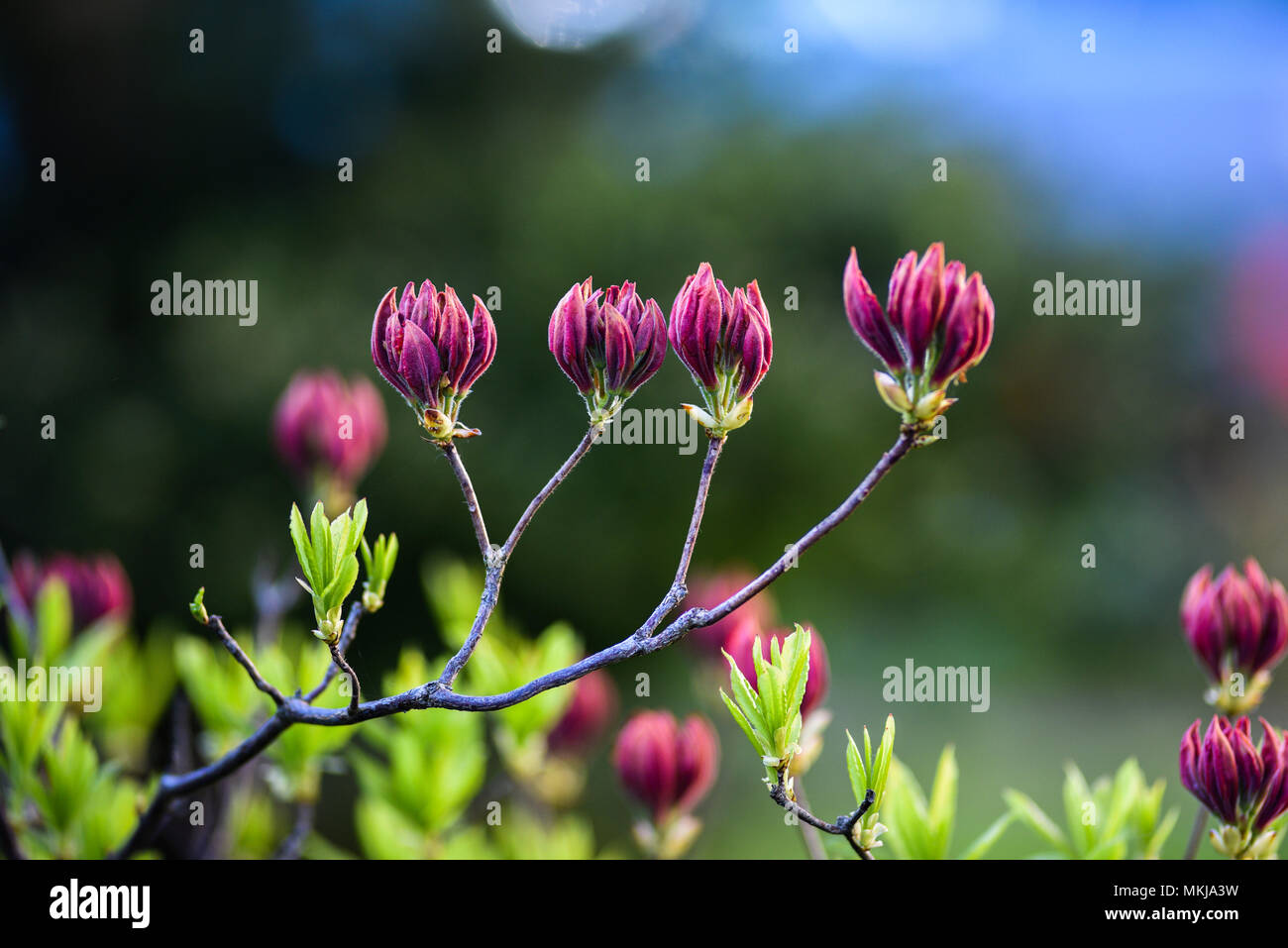 Azalea flowers blooming in the garden. Azaleas buds Stock Photo - Alamy