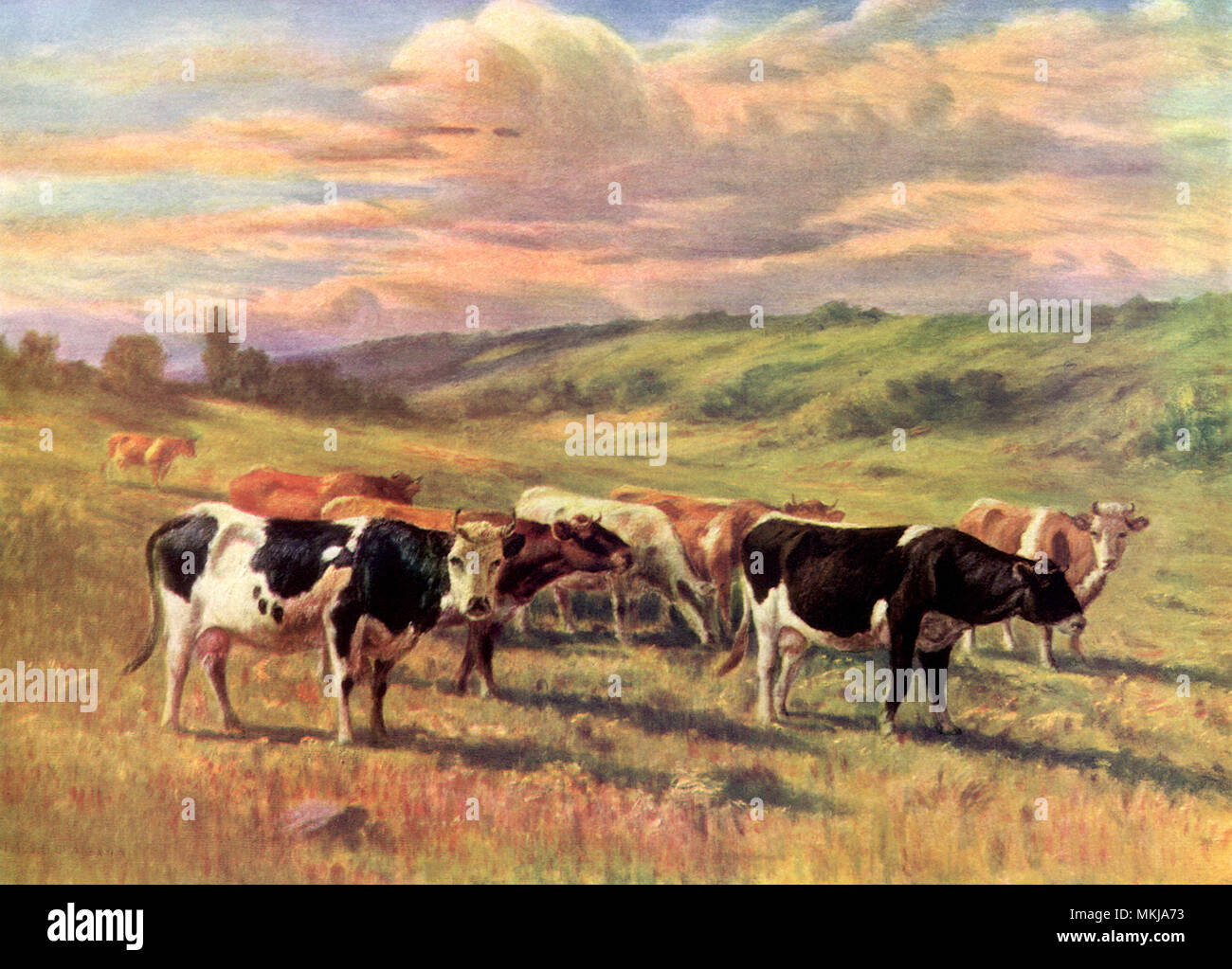 Cows in field illustration hi-res stock photography and images - Alamy