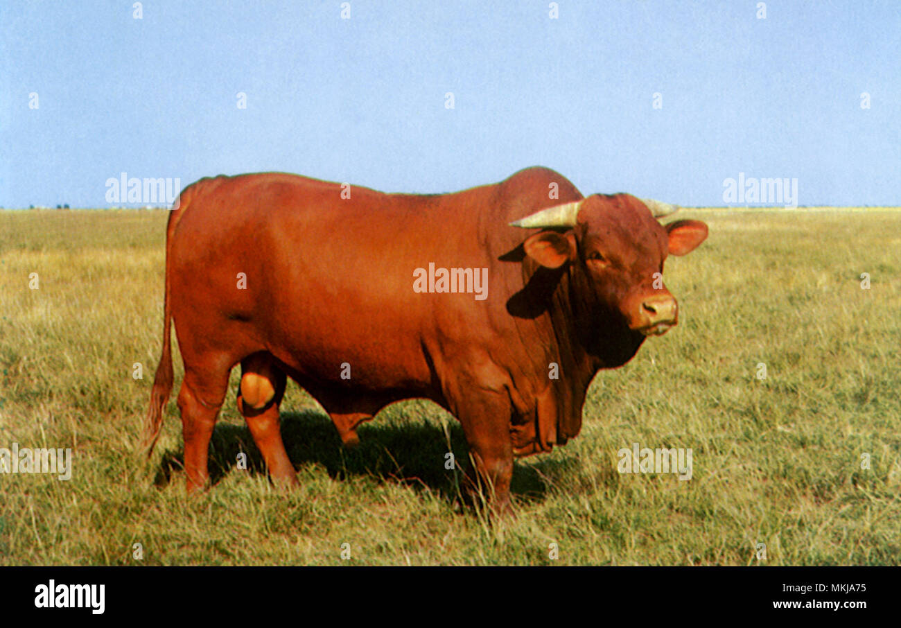 Bull kingdom hi-res stock photography and images - Alamy
