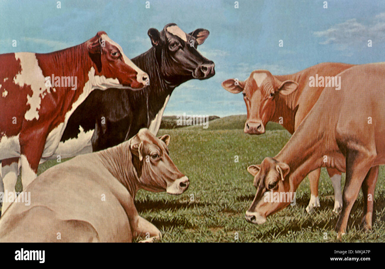 Nostalgia Cows High Resolution Stock Photography and Images - Alamy