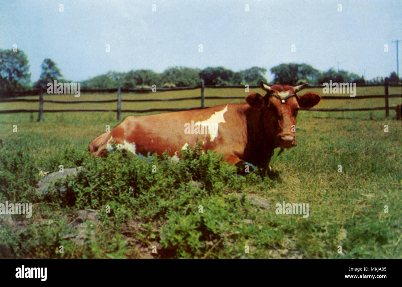 Cow Lying in Pasture Stock Photo - Alamy