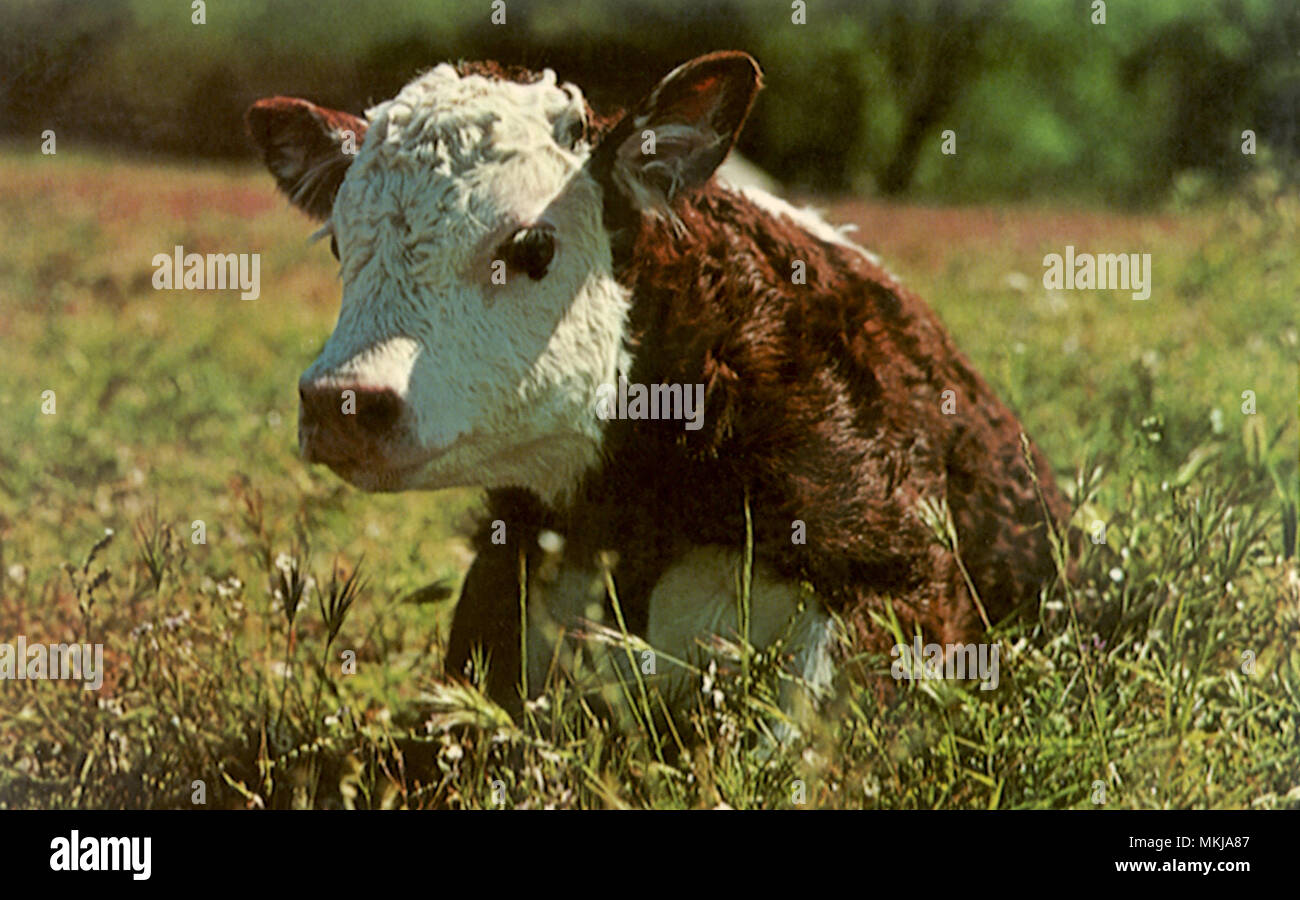 Herefords on the LBJ Ranch Stock Photo - Alamy