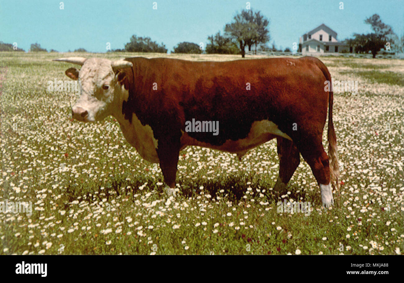 Bull in Flowers Stock Photo - Alamy