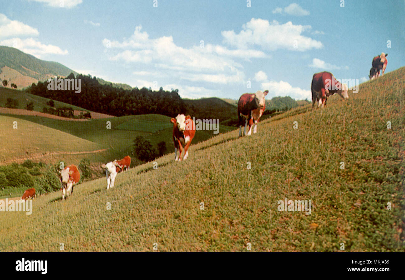 Cows on hill hi-res stock photography and images - Alamy