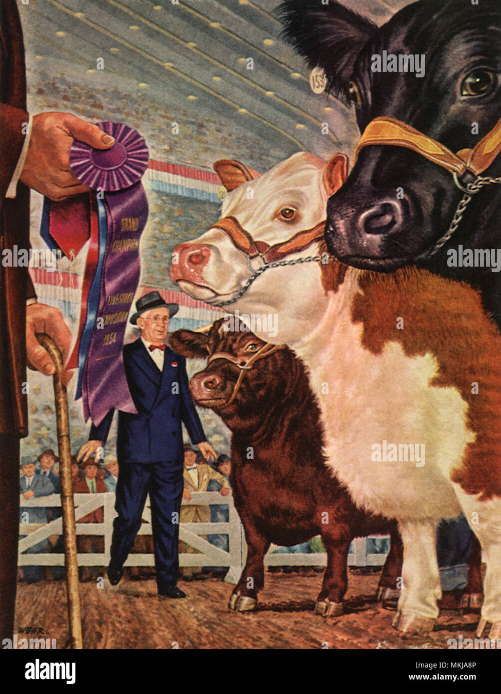 Winning cows hi-res stock photography and images - Alamy