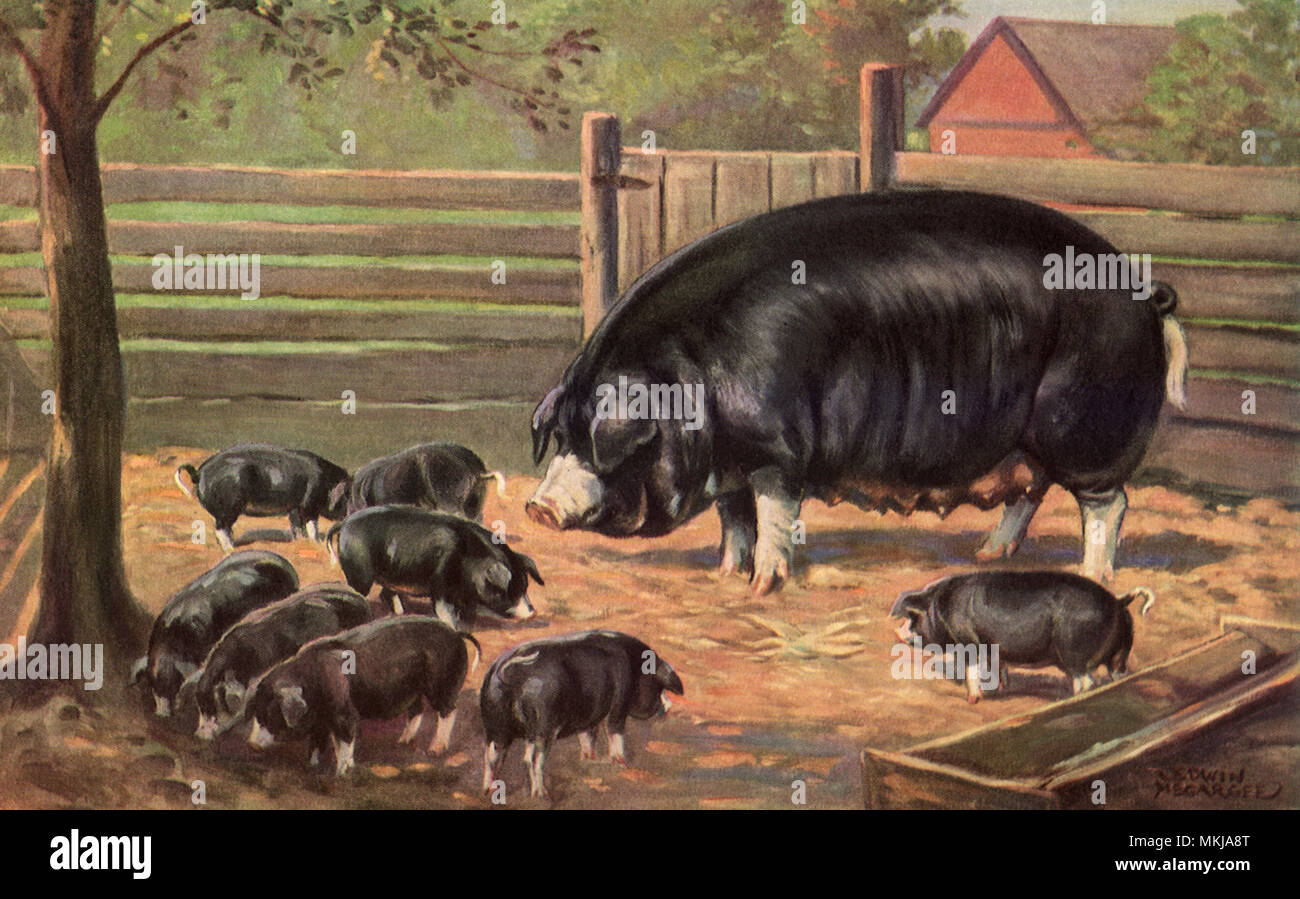 Black Sow with Piglets Stock Photo - Alamy