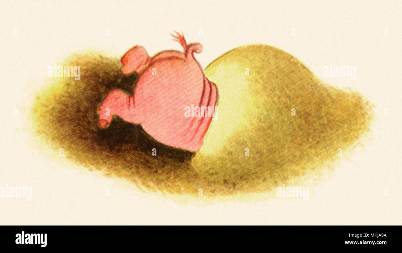 Pig Stuck in Hole Stock Photo - Alamy