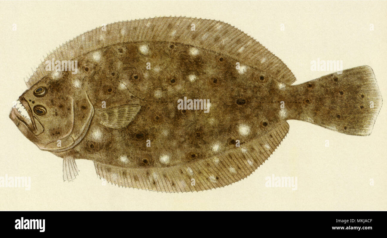 Flounder illustration hi-res stock photography and images - Alamy