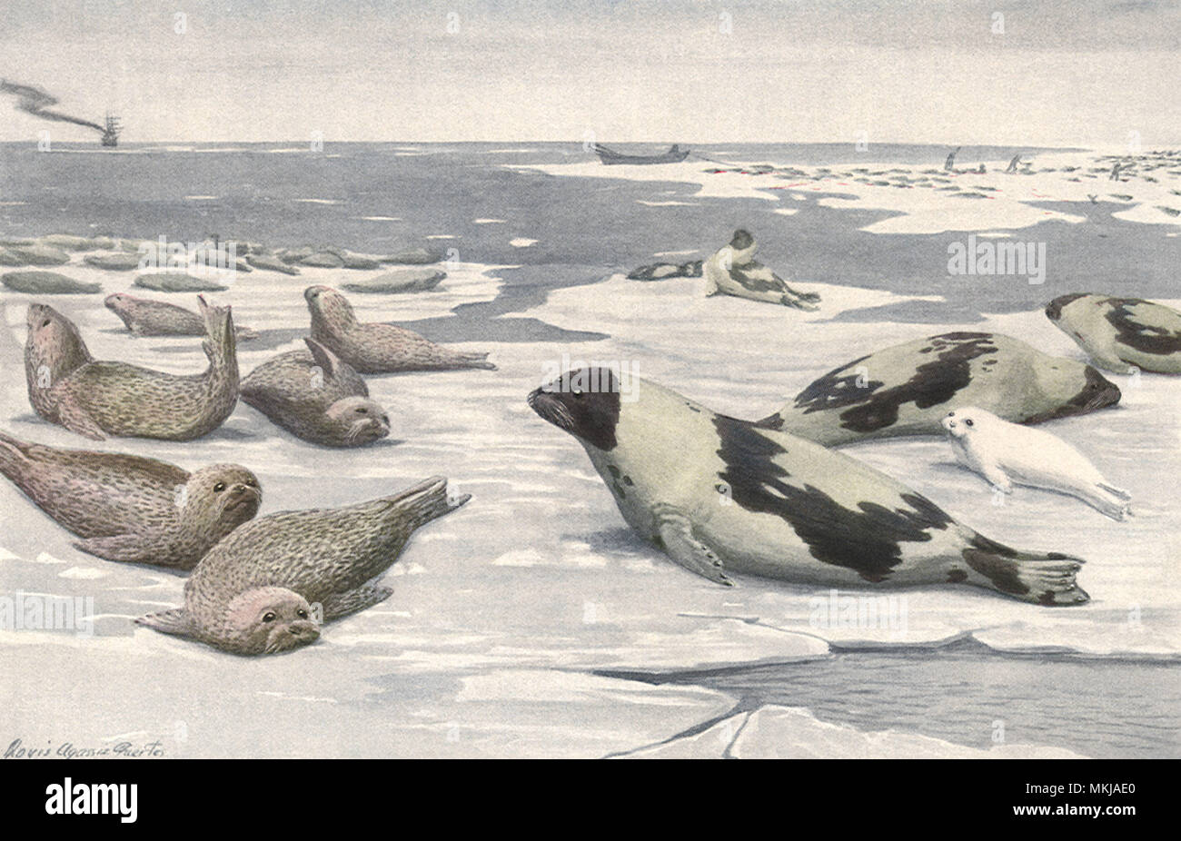 Seals not sewage hi-res stock photography and images - Alamy