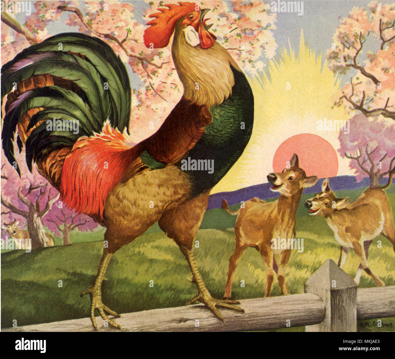 Rooster crows hi-res stock photography and images - Alamy