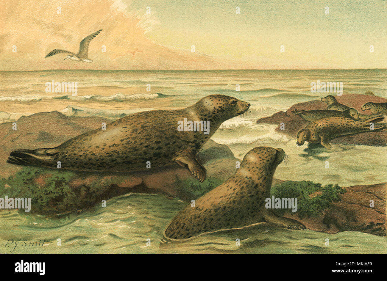 Two aquatic creatures hi-res stock photography and images - Alamy