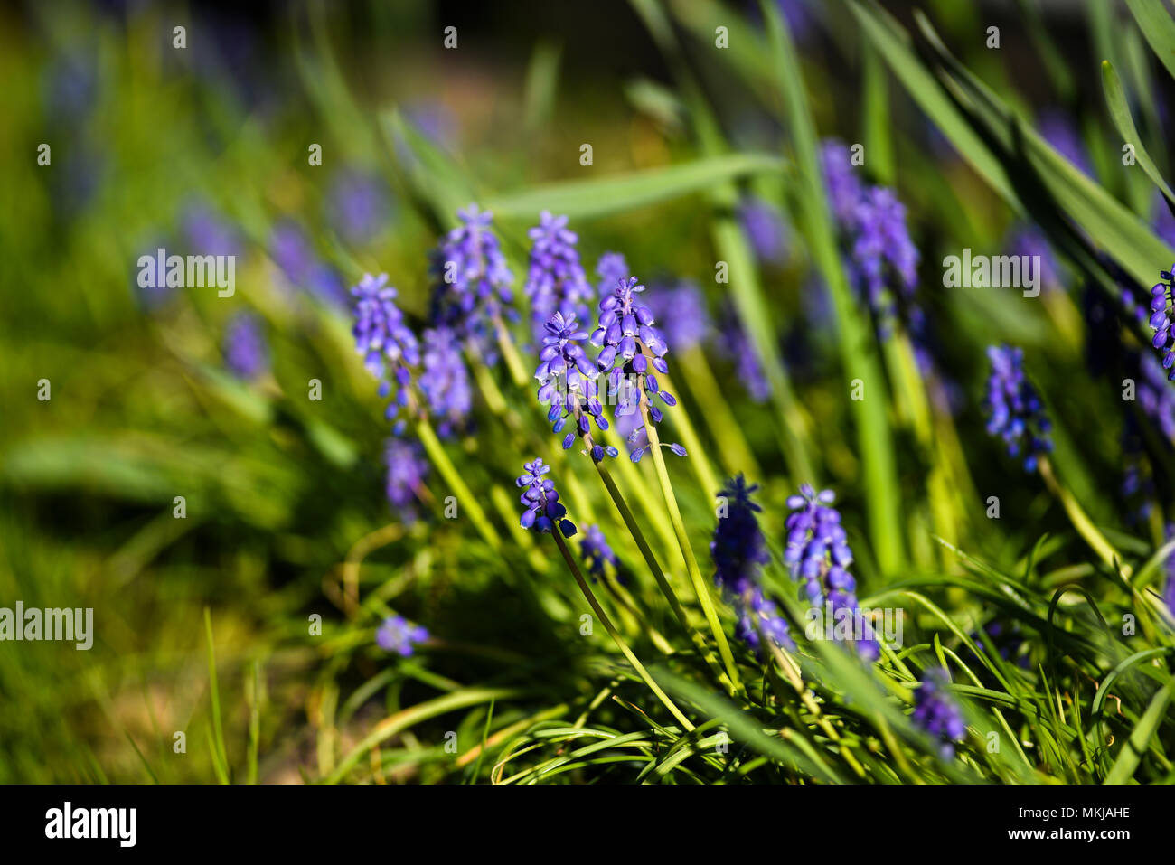 Muscari flower blooming in hi-res stock photography and images - Alamy