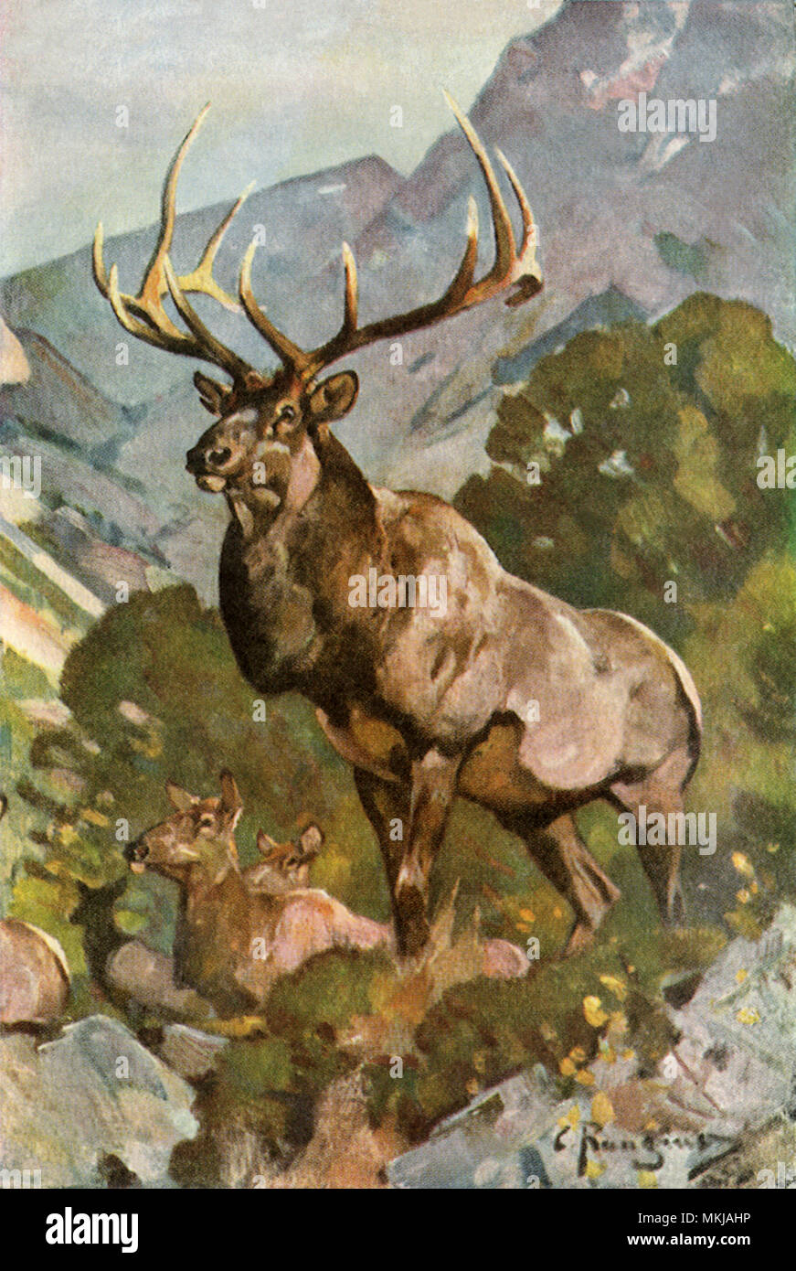 Above the stag hi-res stock photography and images - Alamy