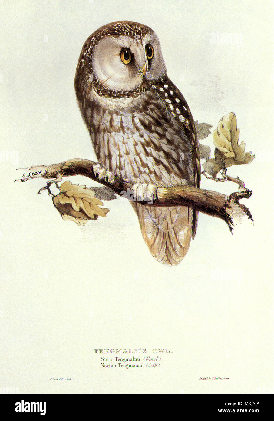 Tengmalm’s Owl, Aegolius funereus Stock Photo - Alamy