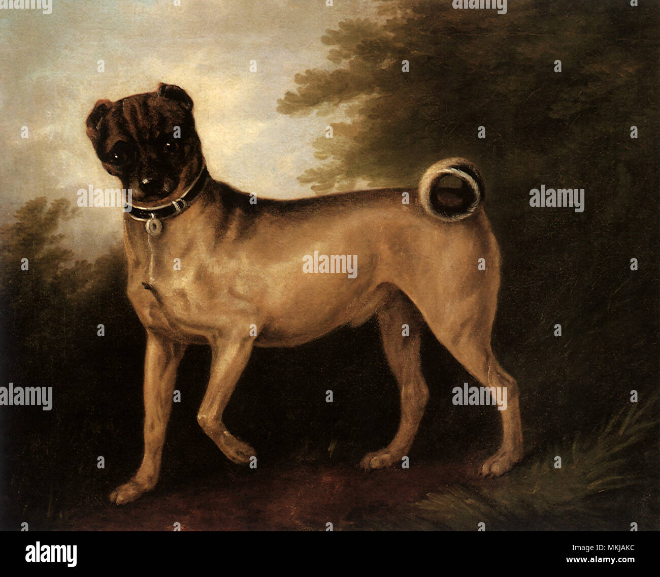 Pug in a Landscape Stock Photo - Alamy