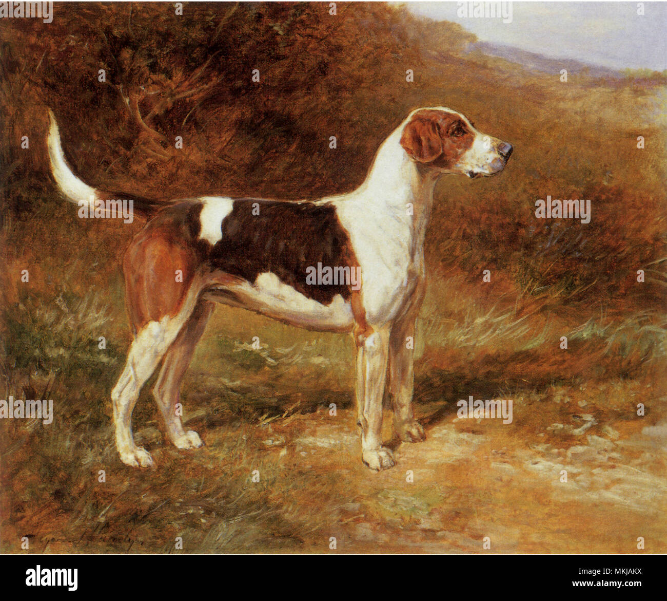 Quorn Foxhound Sunshine Stock Photo - Alamy