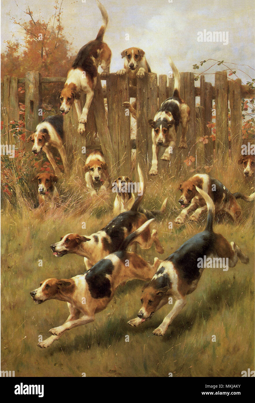 Hounds hunting hi-res stock photography and images - Alamy